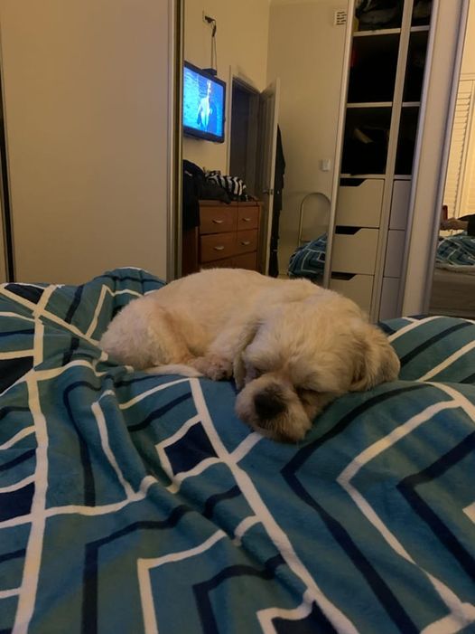 Batut - Swan Animal Haven