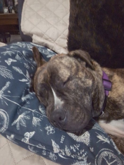 Coco - Swan Animal Haven