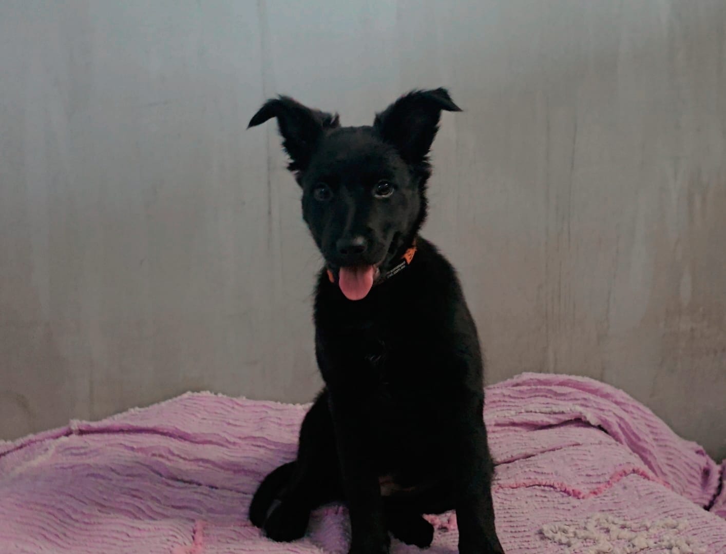 Jana - Swan Animal Haven