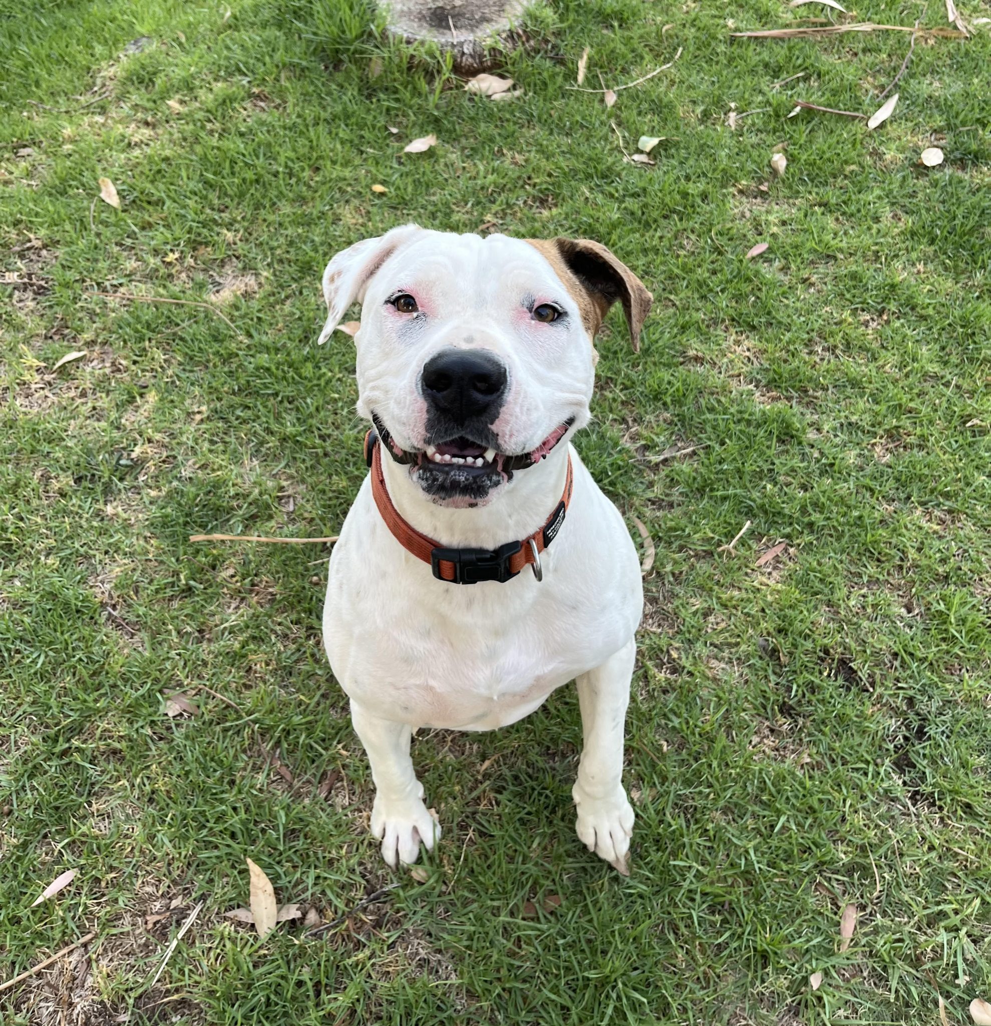 Holly - Swan Animal Haven