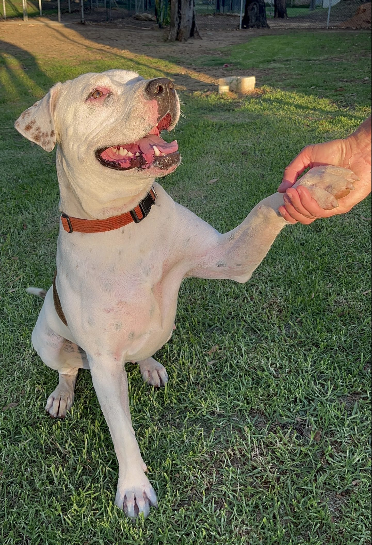 Holly - Swan Animal Haven