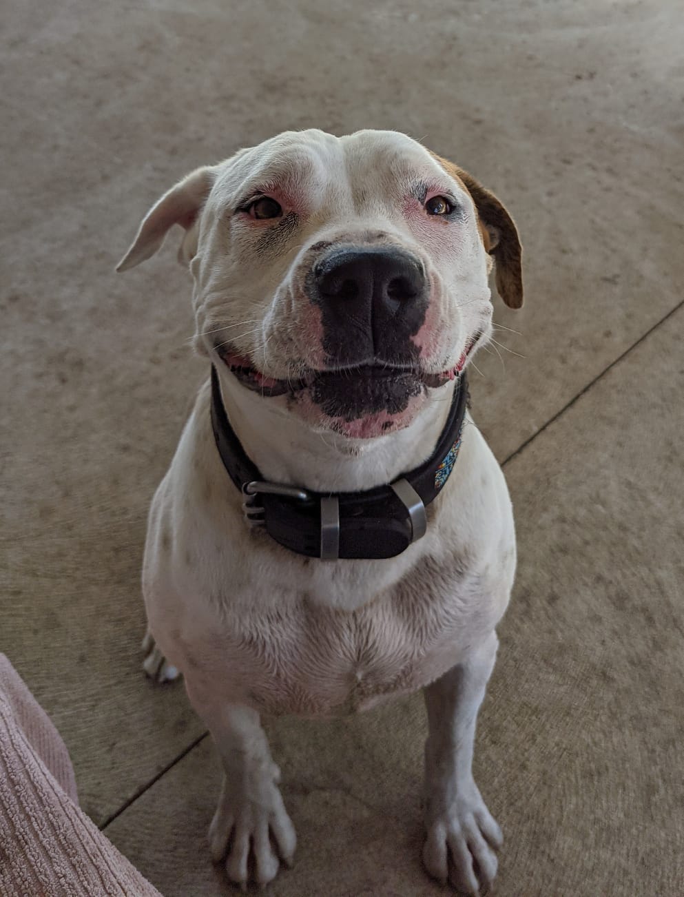 Holly - Swan Animal Haven