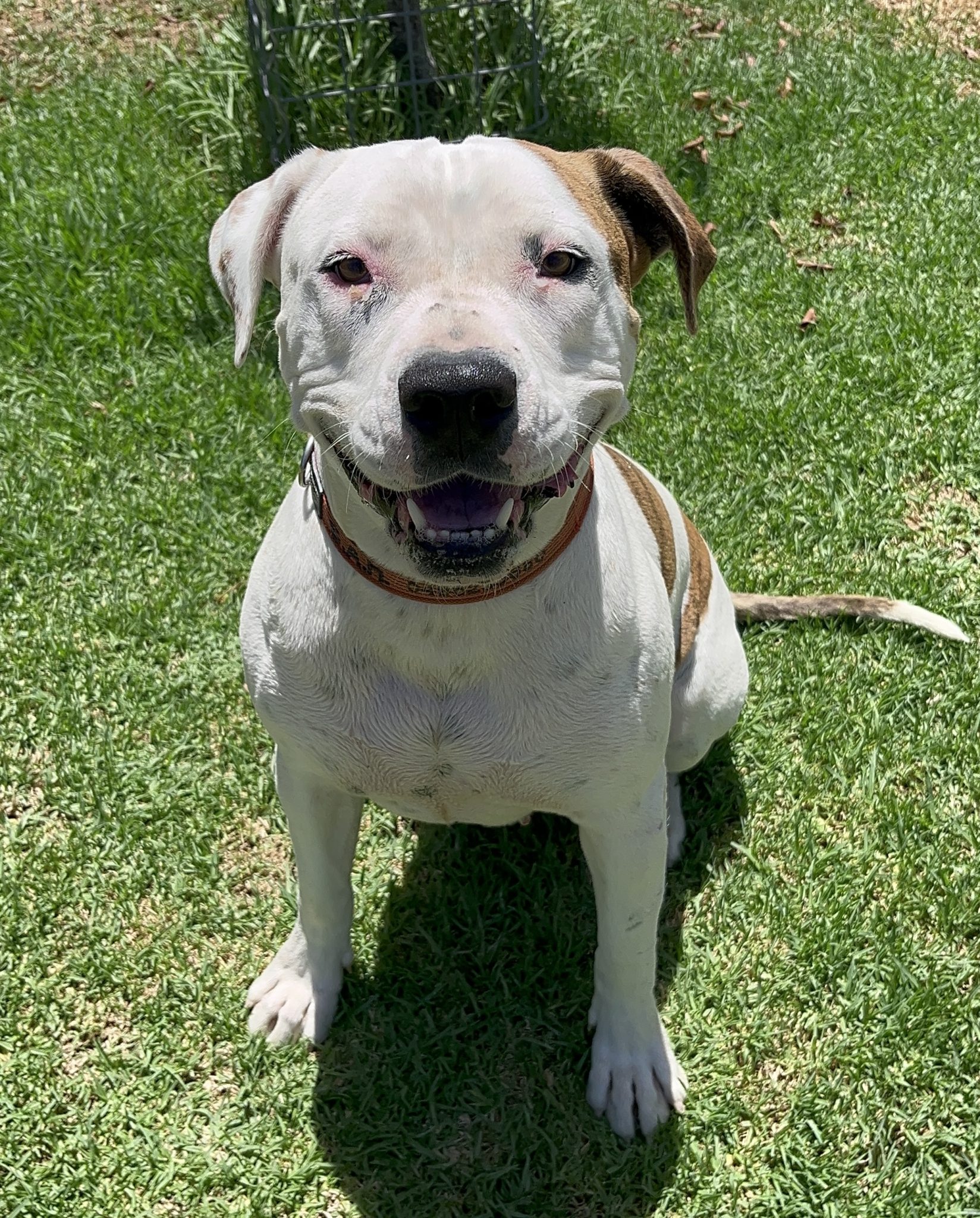 Holly - Swan Animal Haven