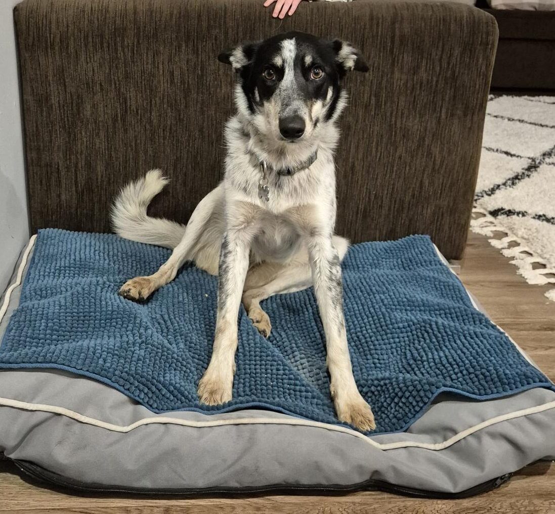 Tilly - Swan Animal Haven