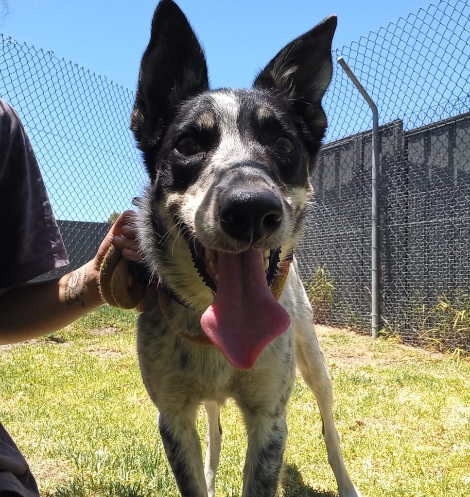 Tilly - Swan Animal Haven