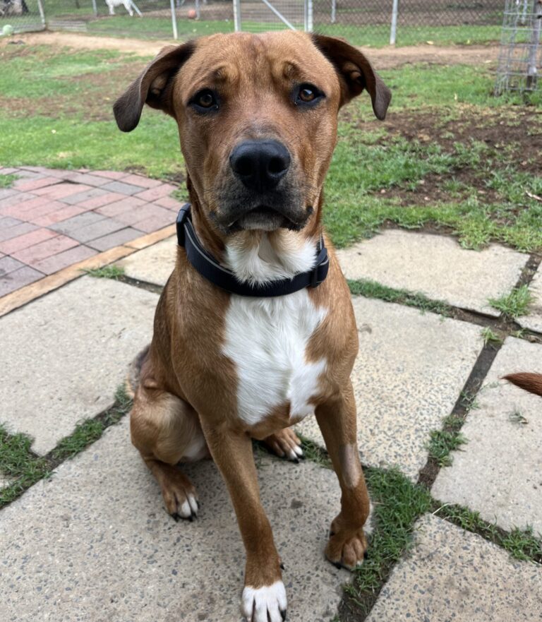 Zeus - Swan Animal Haven