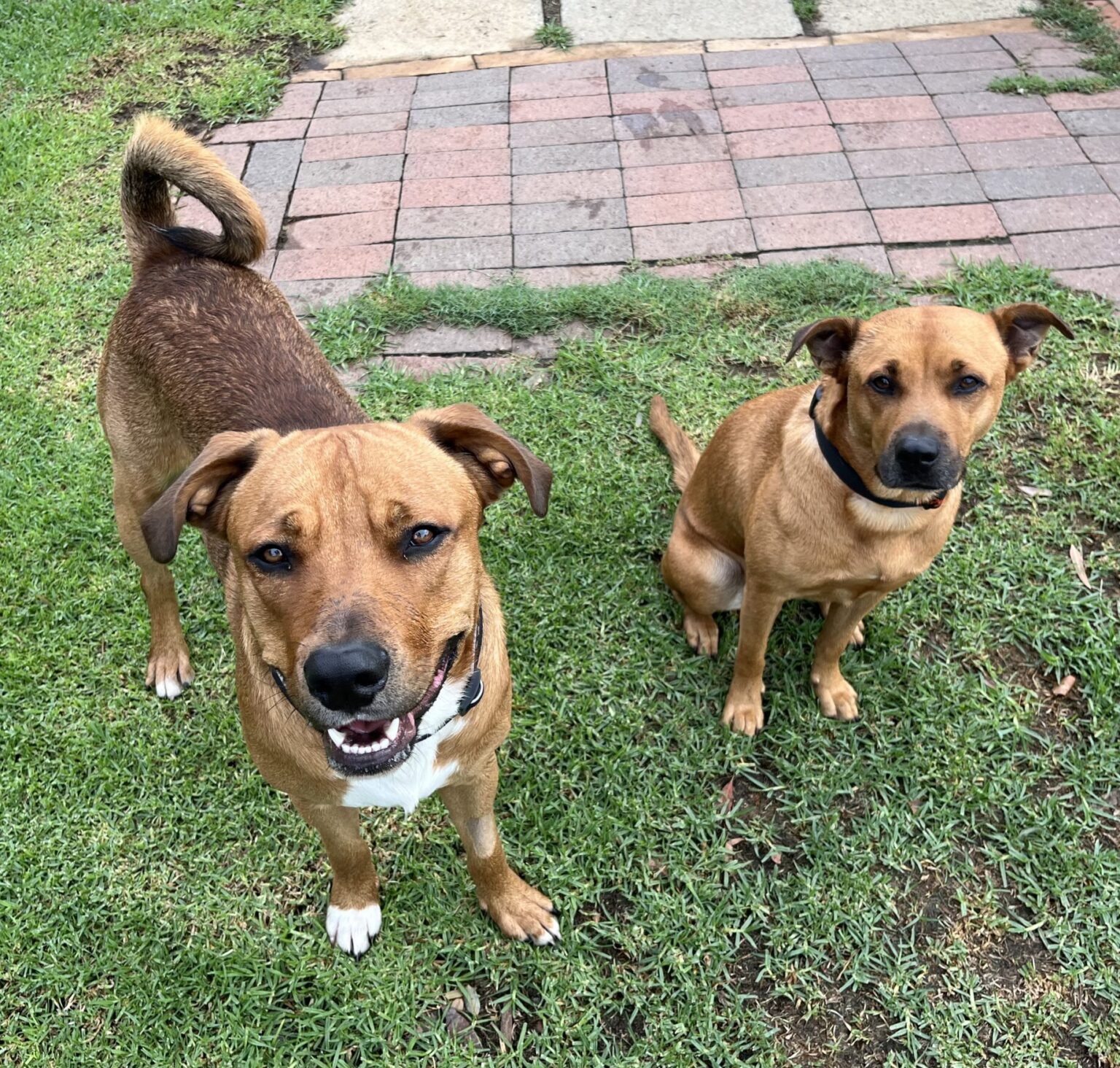 Zeus - Swan Animal Haven