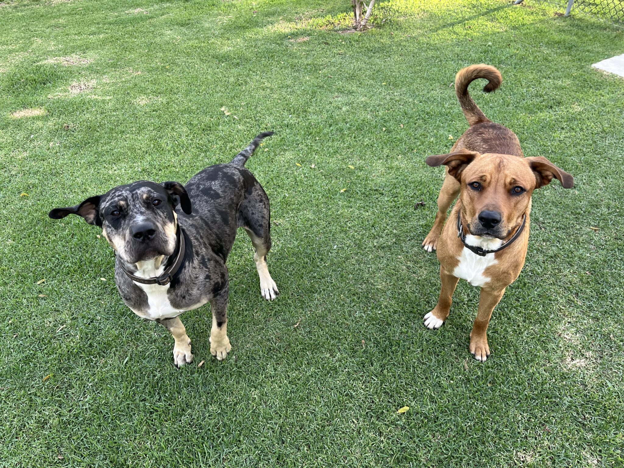 Zeus - Swan Animal Haven