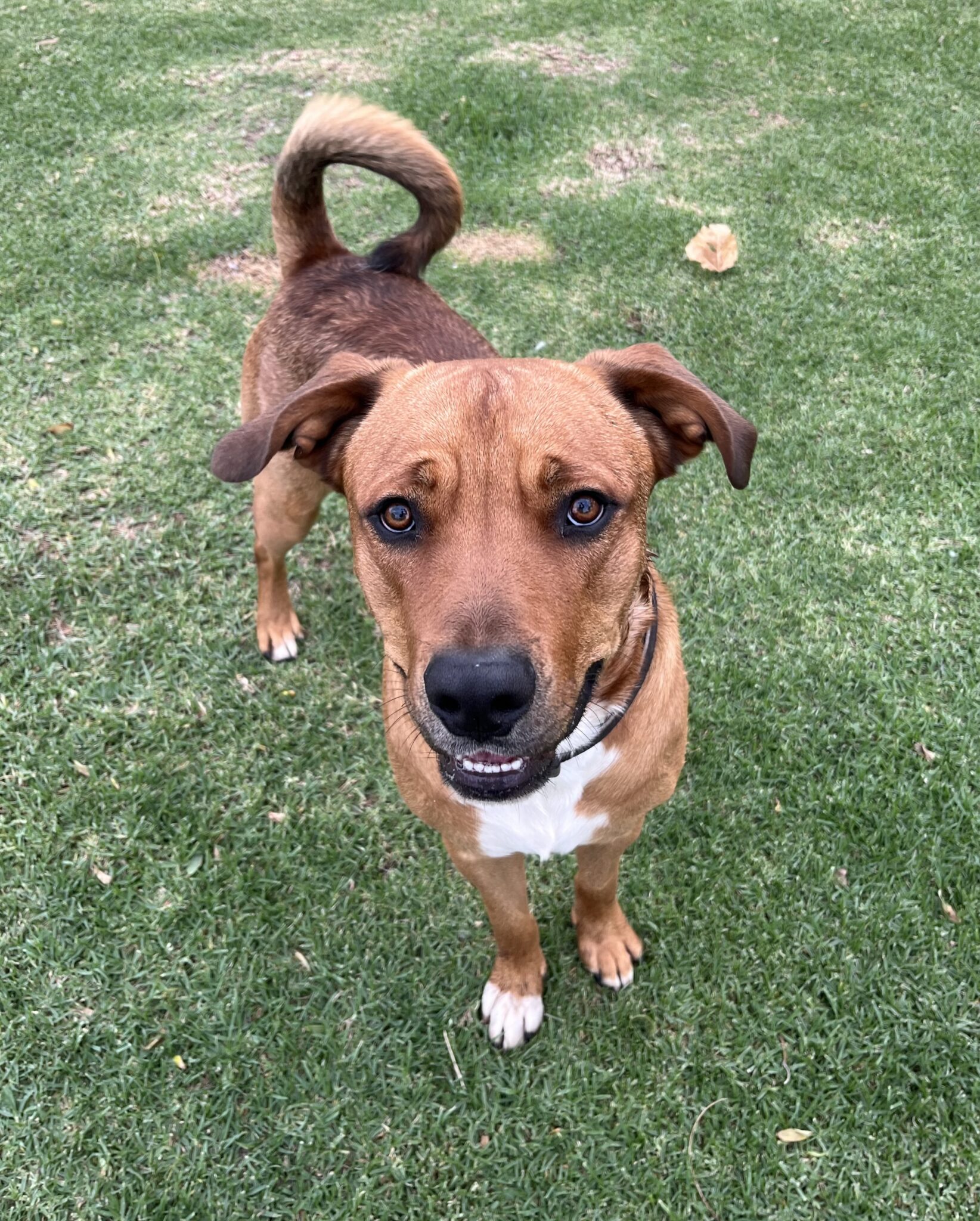 Zeus - Swan Animal Haven