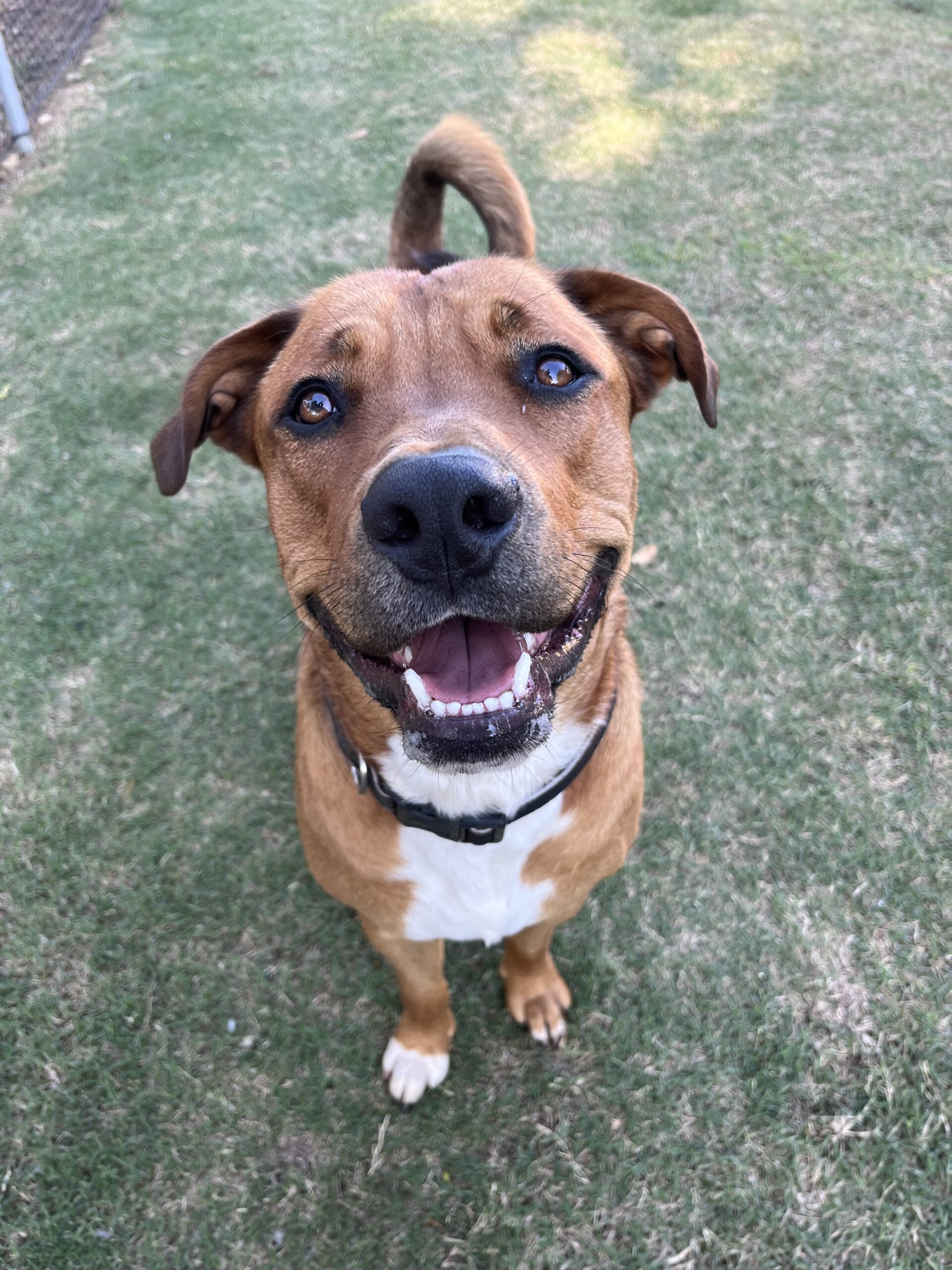 Zeus - Swan Animal Haven