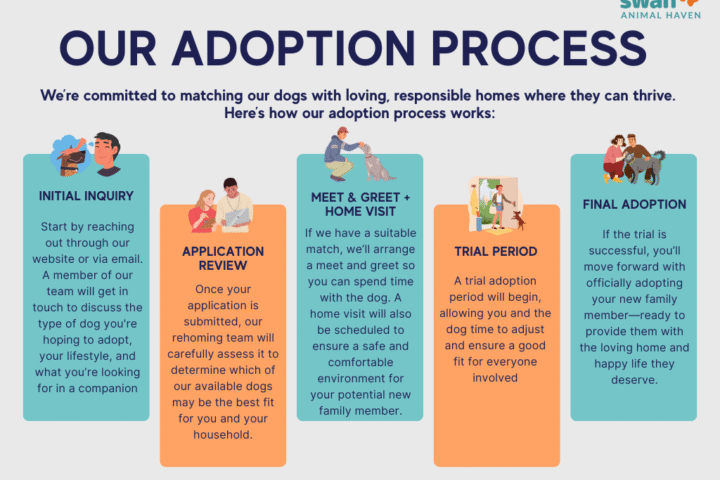 About Us - Swan Animal Haven