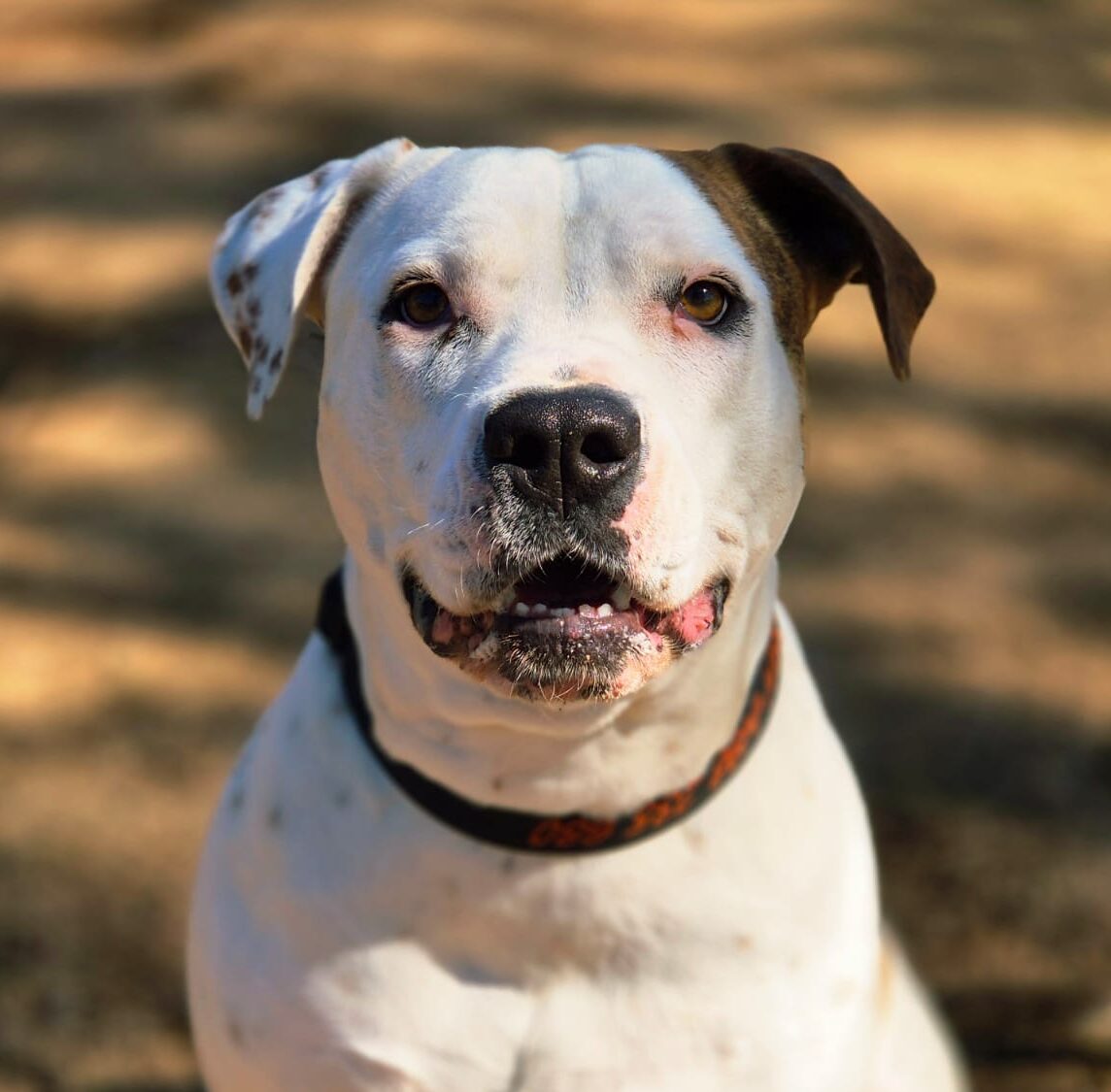 Holly - Swan Animal Haven